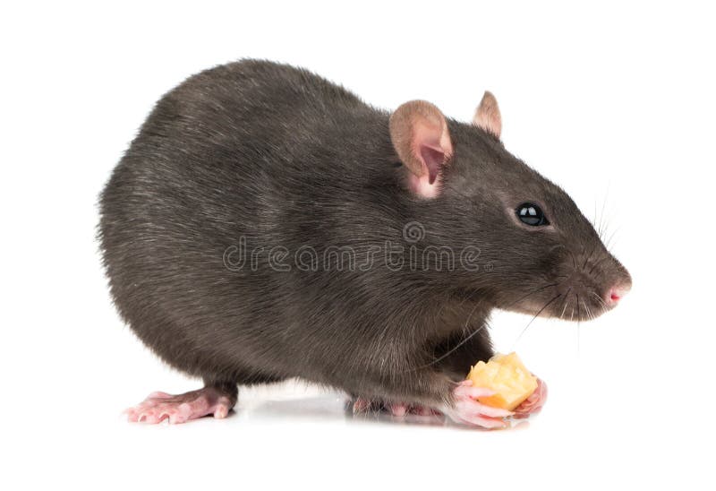 Gray rat with cheese stock photo. Image of furry, isolated - 112756406
