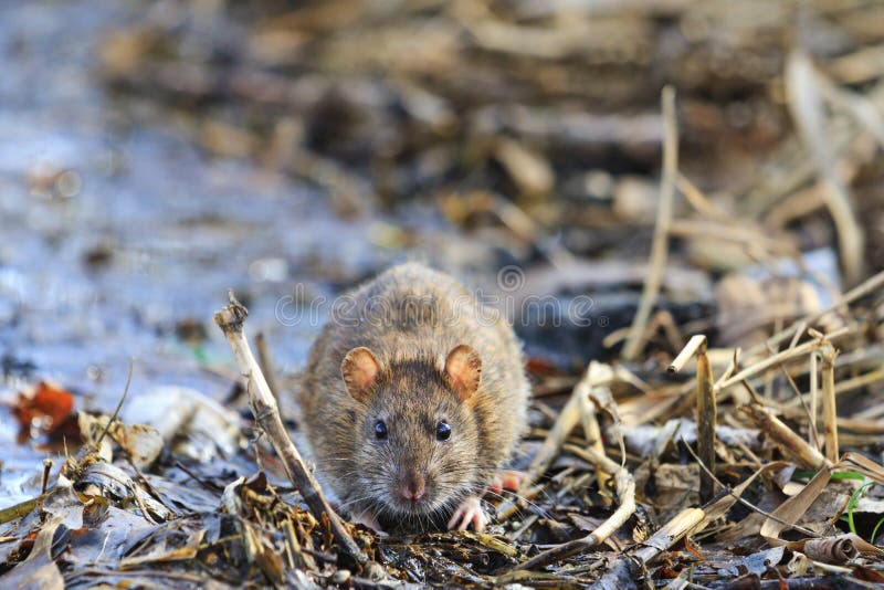 Gray rat with cute muzzle stock image. Image of animal - 90020219