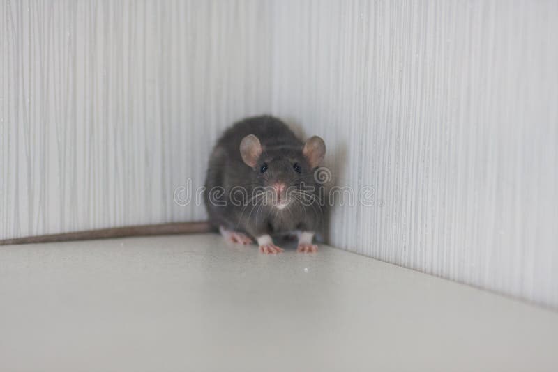 Cornered Rat Stock Photos - Free & Royalty-Free Stock Photos from ...