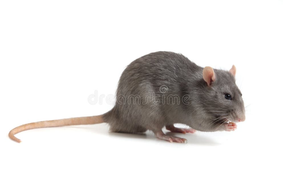 Gray Rat Isolated on White Background Stock Image - Image of rodent ...