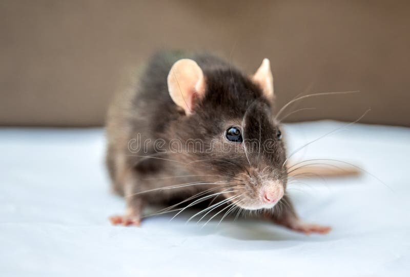 221 Shadow Rat Stock Photos - Free & Royalty-Free Stock Photos from ...