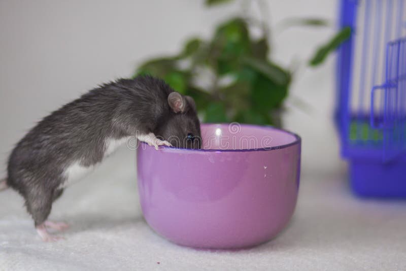 A Gray Rat with a Large Mug. Mouse Drinks from a Glass Stock Image ...