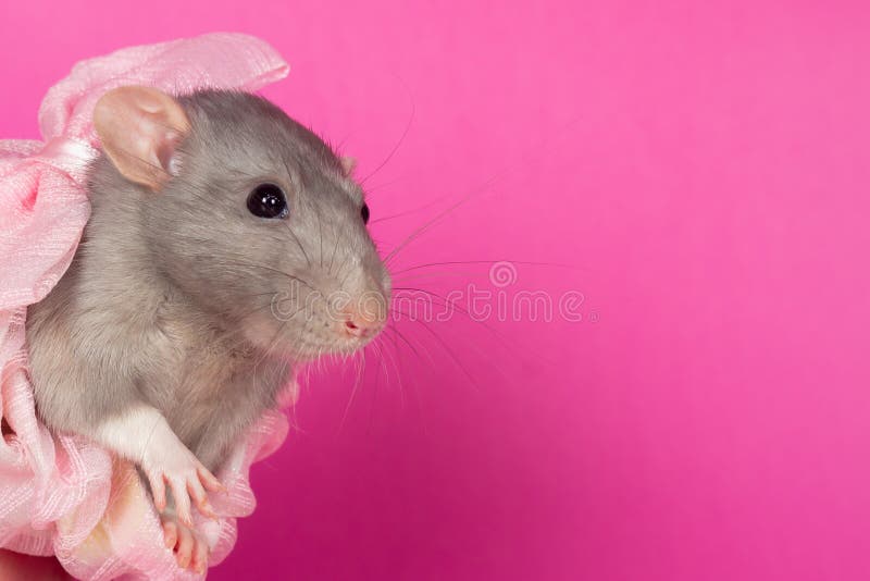 Gray Rat on a Pink Background with a Pink Bow for a Holiday Stock Image ...