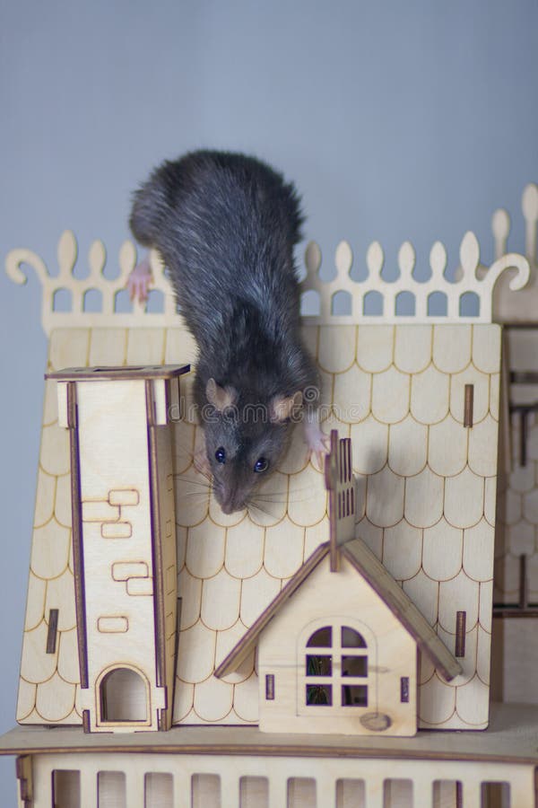 The Gray Rat Runs Around the House. Rodent and Pest Stock Image - Image ...