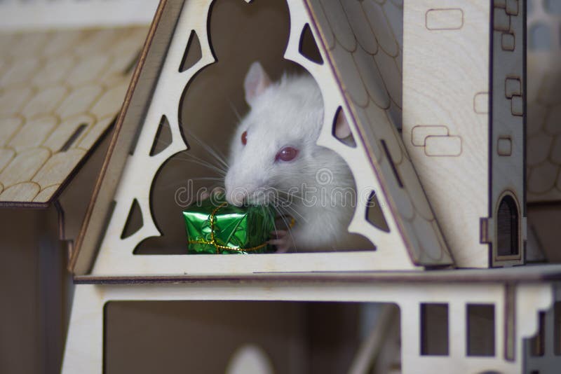 The Gray Rat Runs Around the House. Rodent and Pest Stock Image - Image ...