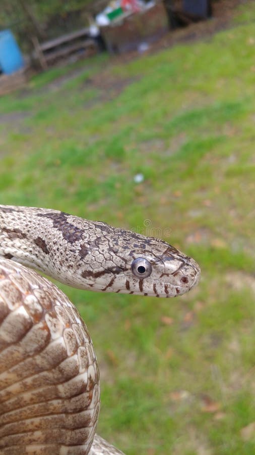 196 Gray Rat Snake Stock Photos - Free & Royalty-Free Stock Photos from ...