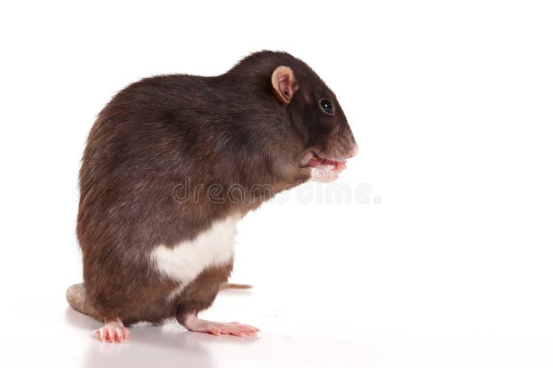 148 Washing Rat Stock Photos - Free & Royalty-Free Stock Photos from ...