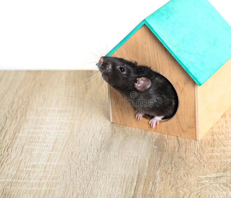 Gray rat in wooden house stock image. Image of rats, nose - 96608697