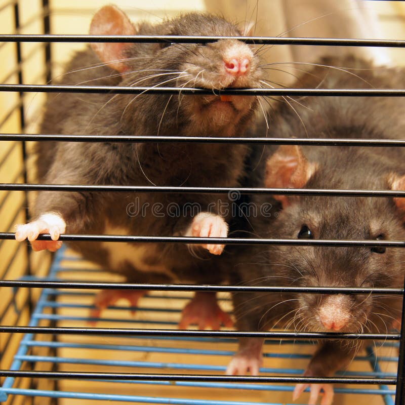 Gray rats stock photo. Image of emotion, freedom, hairy - 17910914