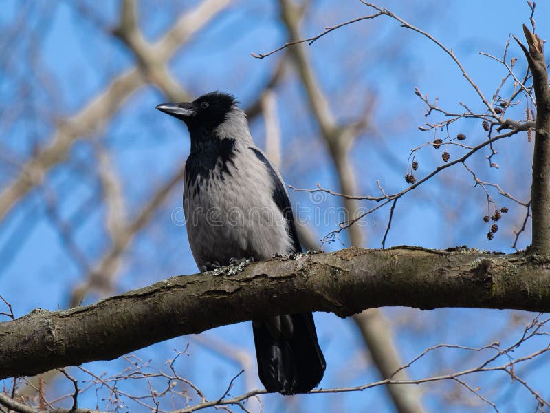 Gray Raven Sitting on Tree Branch Stock Photo - Image of nature, wing ...