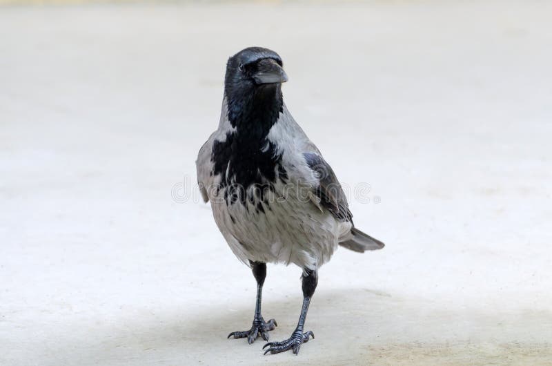 Gray Ravens, Crows. Close View. Stock Image - Image of grunge, green ...