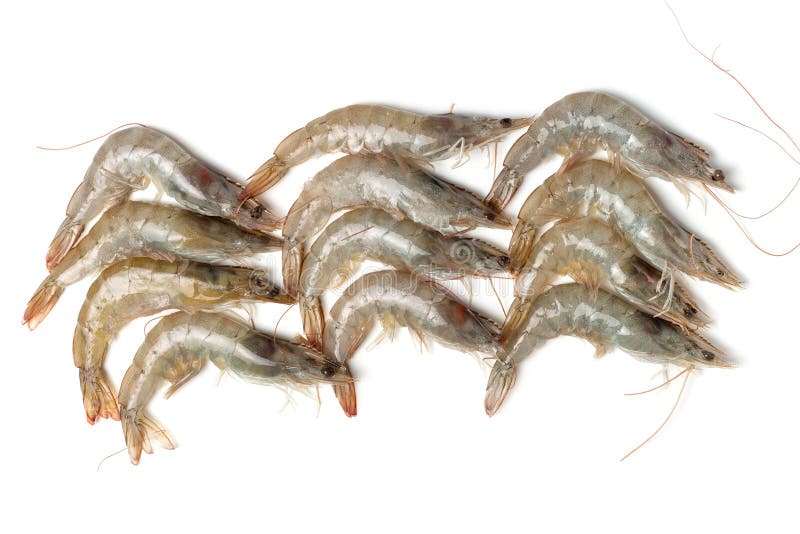 Gray shrimp stock photo. Image of brown, group, common - 36922228