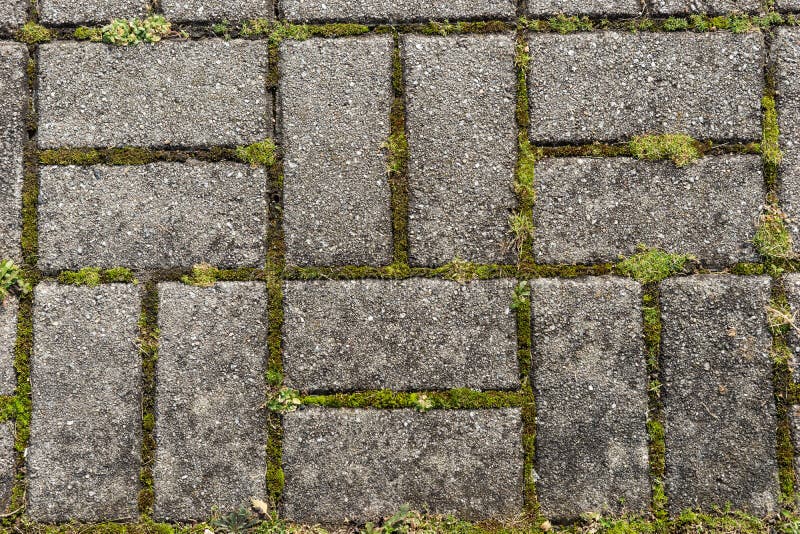 Rectangular Paving Stones with Moss Stock Image - Image of path ...