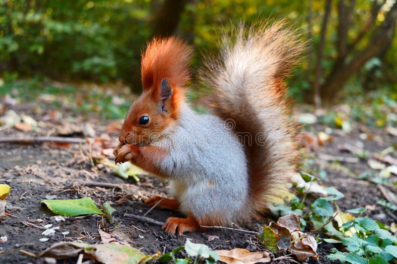 A Gray-red Squirrel Eats on the Ground. Side View Stock Photo - Image ...