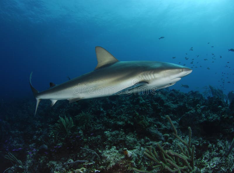 Gray reef shark stock image. Image of dive, fishing, activity - 14168459