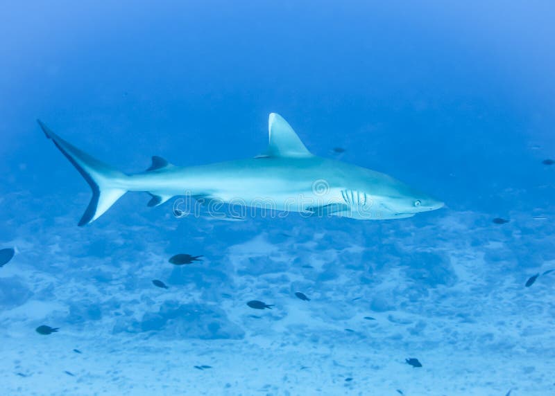 Gray Reef Shark at the Bottom of the Indian Ocean Stock Image - Image ...