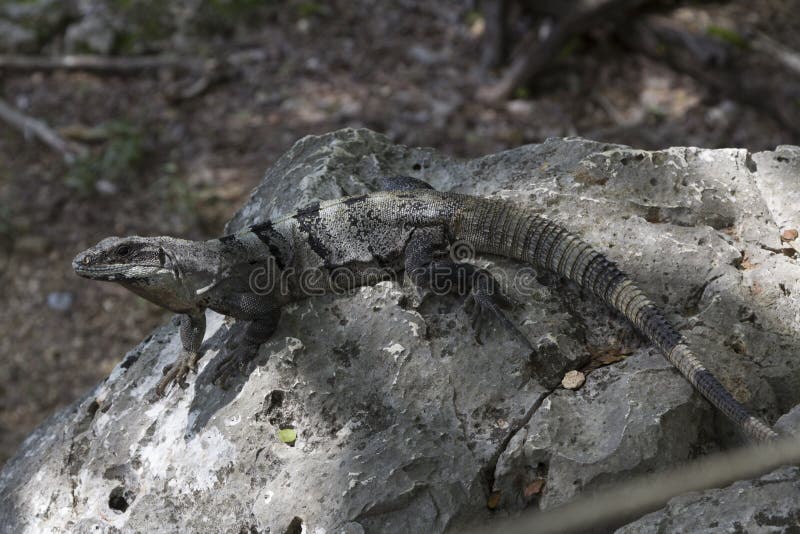 Gray Reptile or Lizard on Rocks with Large Tail Stock Photo - Image of ...