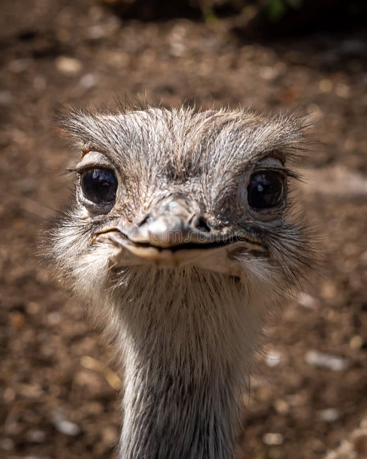 A funny bird face. stock photo. Image of tropical, face - 228641868