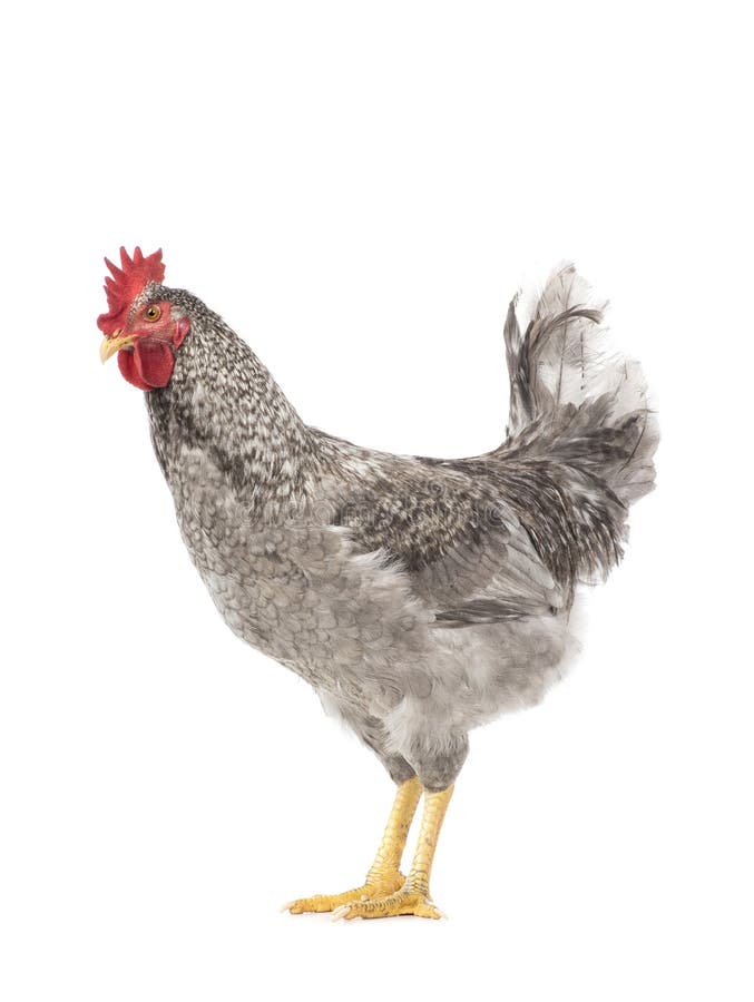 One Gray Rooster Isolated on White Background, Studio Shoot Stock Photo ...