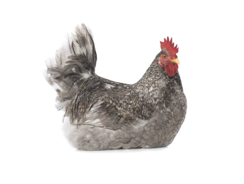 2,194 Gray Rooster Photos - Free & Royalty-Free Stock Photos from ...