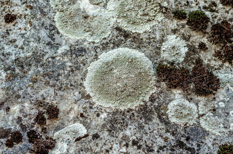 Gray Round Lichen on a Stone Stock Photo - Image of design, forest ...