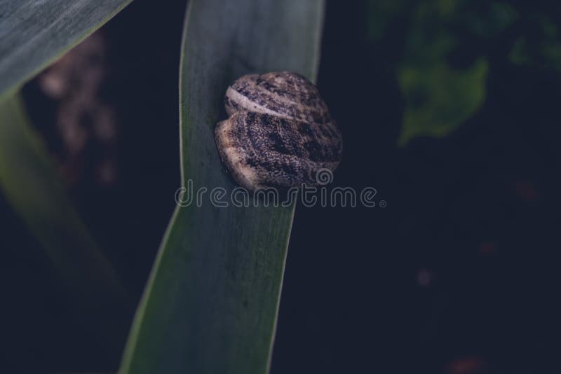 Gray round snail. stock photo. Image of macro, food - 151171552