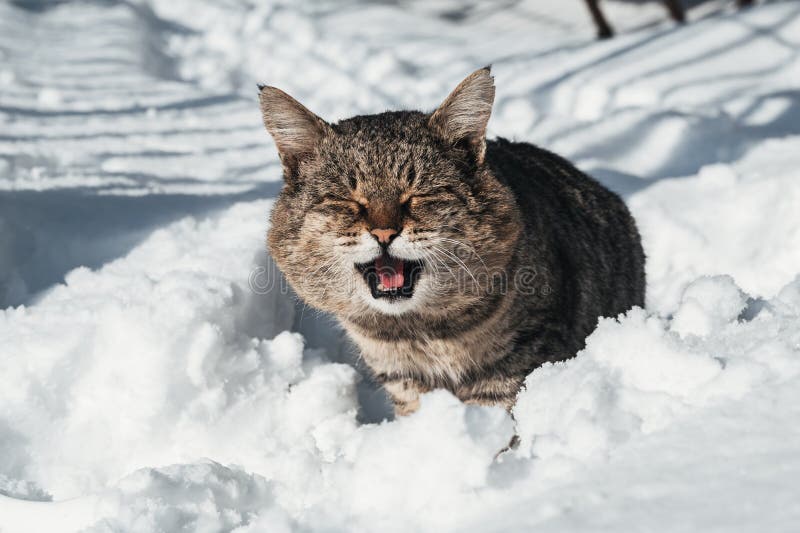 Gray Sad Cat Sitting in a Snowdrift. Stock Photo - Image of mammal ...