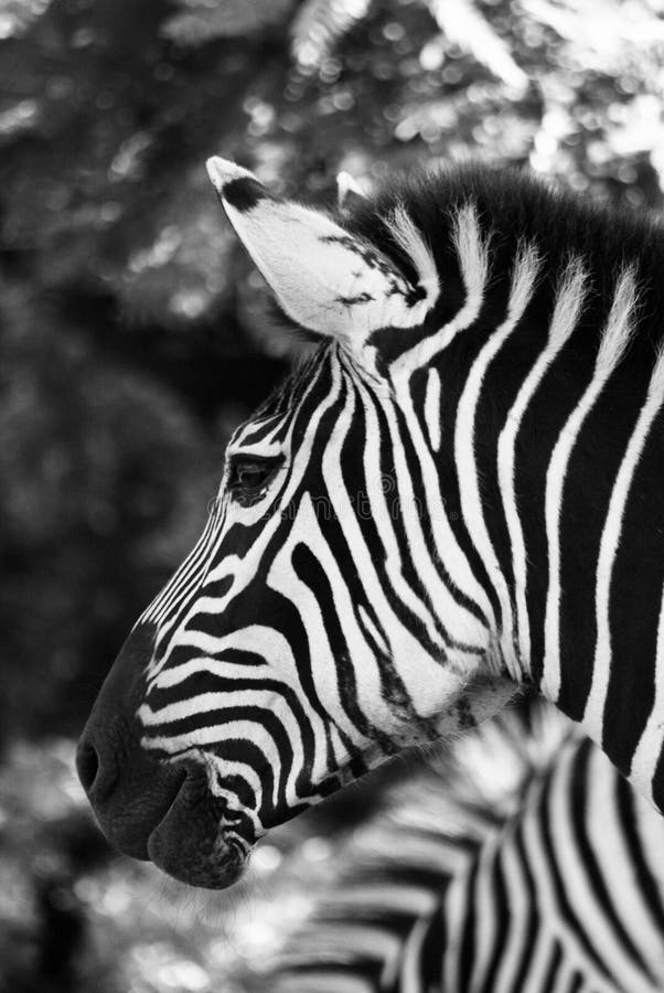 Close-up of a Zebra with Its Unique Black and White Striped Coat ...