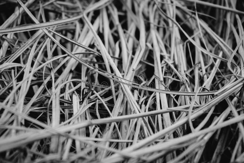 Gray Scale Photography Of Grasses Stock Photo - Image of texture, line ...
