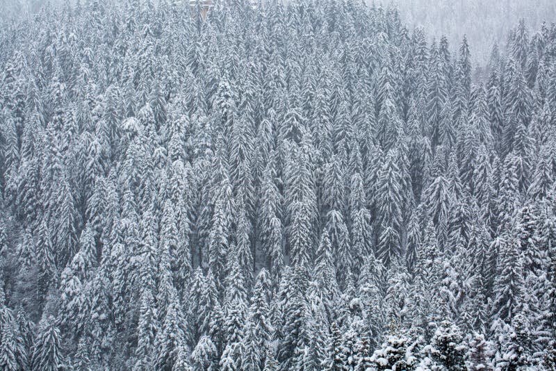 Gray Scale Shot of a Forest with Trees and Ground Covered by Snow Stock ...
