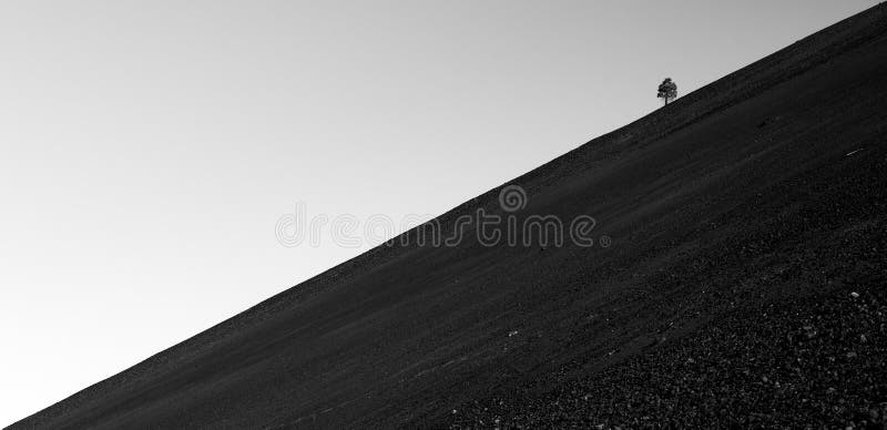 Gray Scale of Single Tree on Steep Slope Stock Photo - Image of white ...