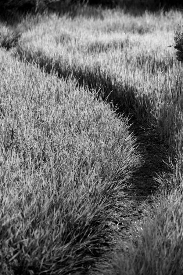 Gray Scale of Trail and Grasses Lit in the Morning Light Stock Image ...
