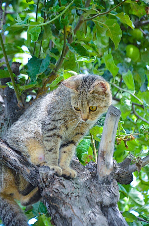 Gray Scared Tabby Cat Sits at the Corner Stock Image - Image of curious ...