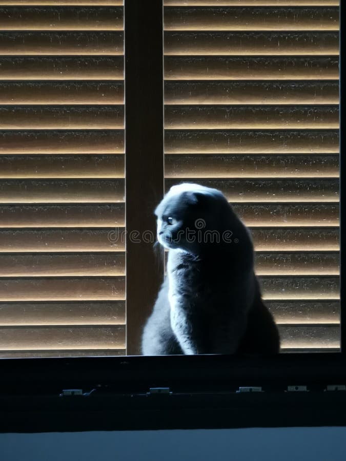 505 Cute Cat Window Blinds Stock Photos - Free & Royalty-Free Stock ...