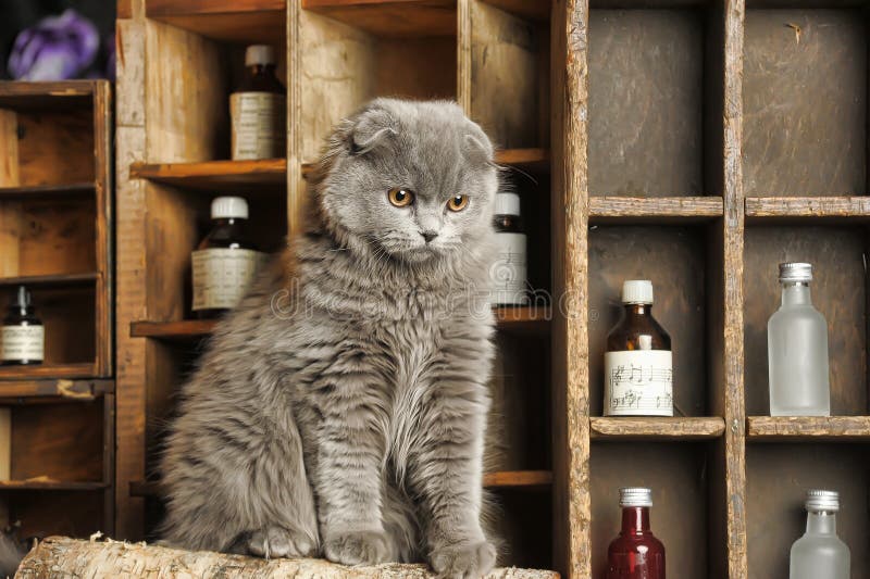 Gray Scottish Fold cat stock photo. Image of creature - 30557166