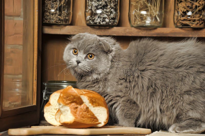 Gray Scottish Fold cat stock image. Image of fold, kitten - 30558041