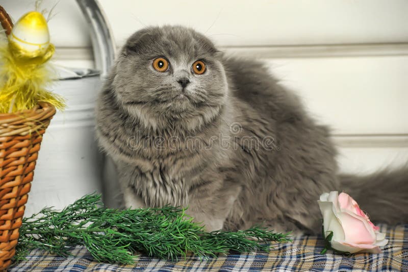Gray Scottish Fold cat stock photo. Image of indoors - 30559928
