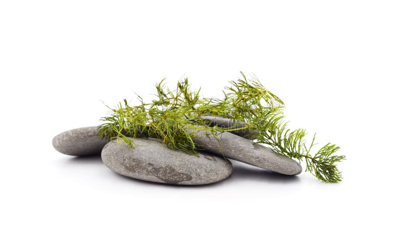 Gray sea stones with algae stock image. Image of elegance - 200998271