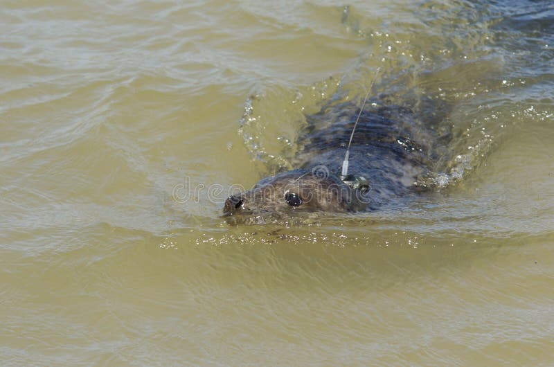 Gray Seal with Tracking Device Stock Photo - Image of seal, gray: 20826300