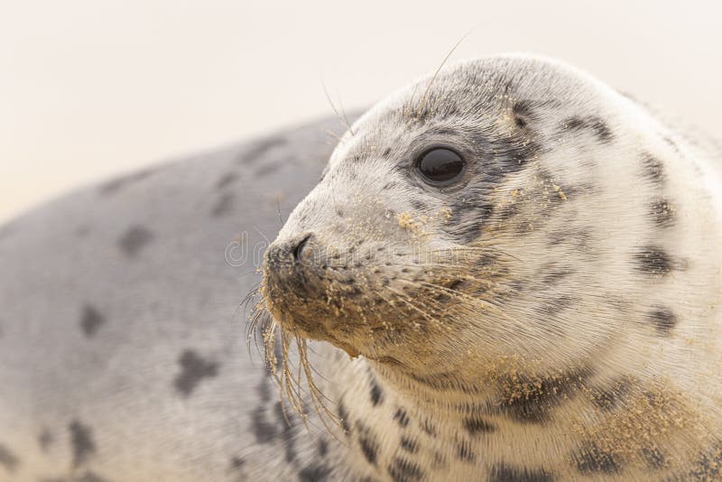 Gray Seal on the Beach Gazes Sideways Stock Photo - Image of water ...
