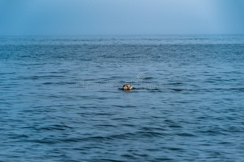 Gray Seal with Its Head Above the Water in the Sea Stock Image - Image ...