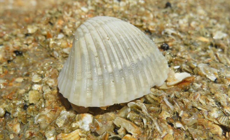 Seashell on Florida beach stock image. Image of breeze - 195286097