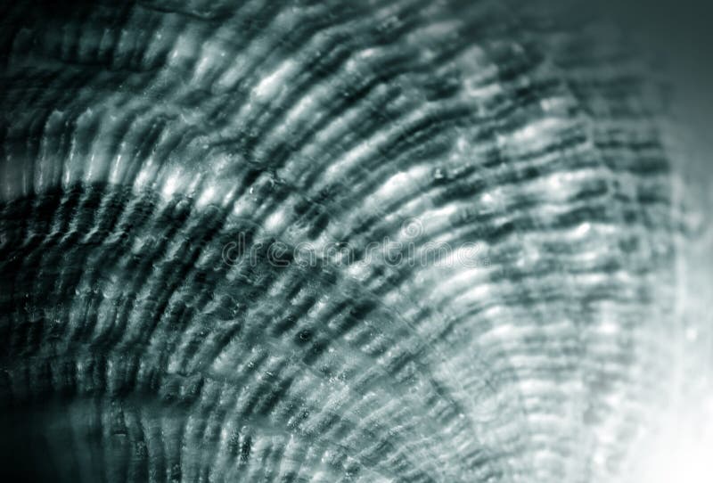 Gray seashell texture stock photo. Image of chalcedony - 96304244