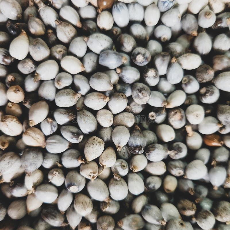Jali Seeds Gray Color Stock Photos - Free & Royalty-Free Stock Photos ...