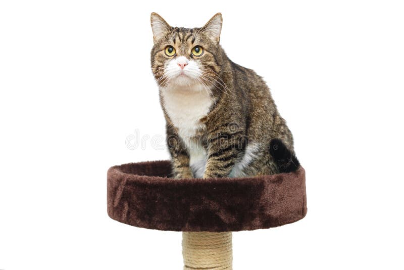 Gray, Serious Cat Sitting on Scratching Posts Stock Image - Image of ...