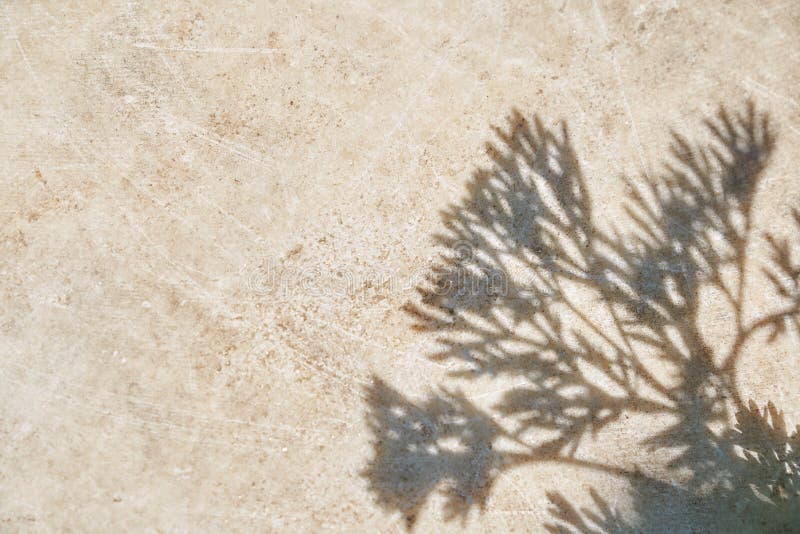 A Gray Shadow of Leaves from Below in a Corner on a Light Wall ...