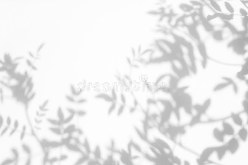Gray Shadow of the Leaves on a White Wall Stock Photo - Image of ...