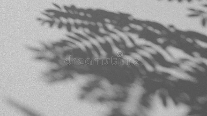 Gray Shadows Leaf in Wind Blowing Overlay on White Concrete Wall Stock ...