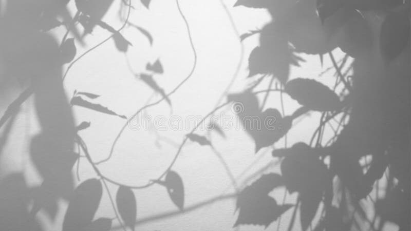 Gray Shadows Leaf in Wind Blowing Overlay on White Wall Stock Video ...