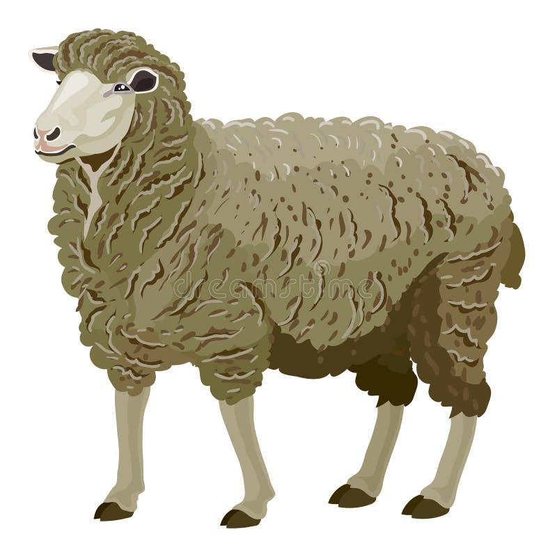 Gray sheep stock vector. Illustration of isolated, happy - 19745895